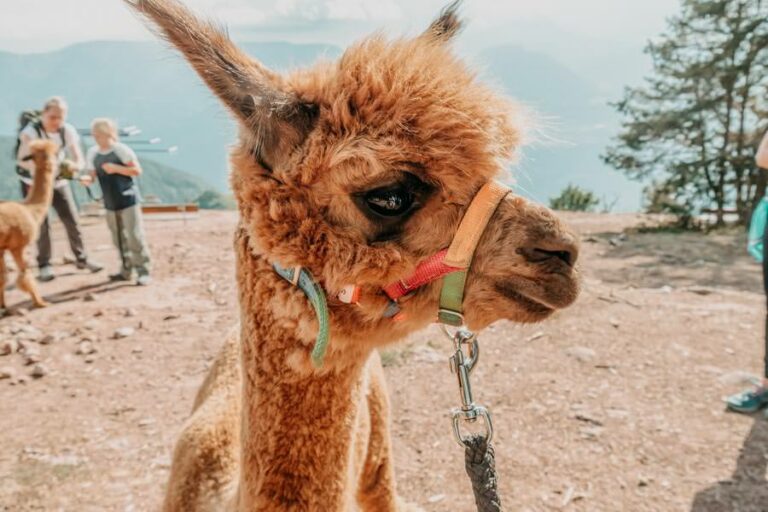 Alpaka Wanderung in Südtirol – Alles, was du wissen musst